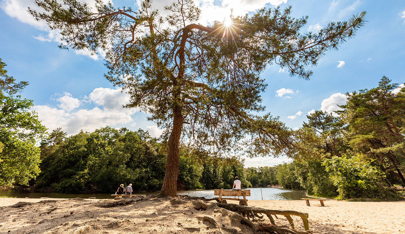 Dunes of Loon and Drunen National Park - Holland.com